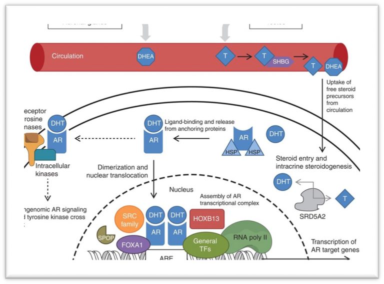 慧渡研报｜前列腺癌AR信号通路及相关药物研究进展 – 慧渡医疗 | 精准医学的未来